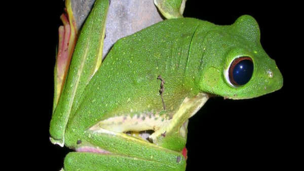 Wildlife Sanctuaries in Goa - Nativeplanet