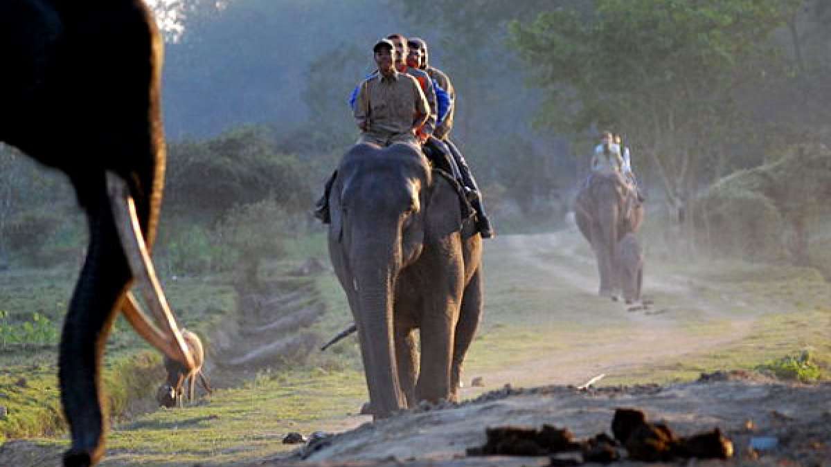 Venture through Wildlife in Assam! - Nativeplanet