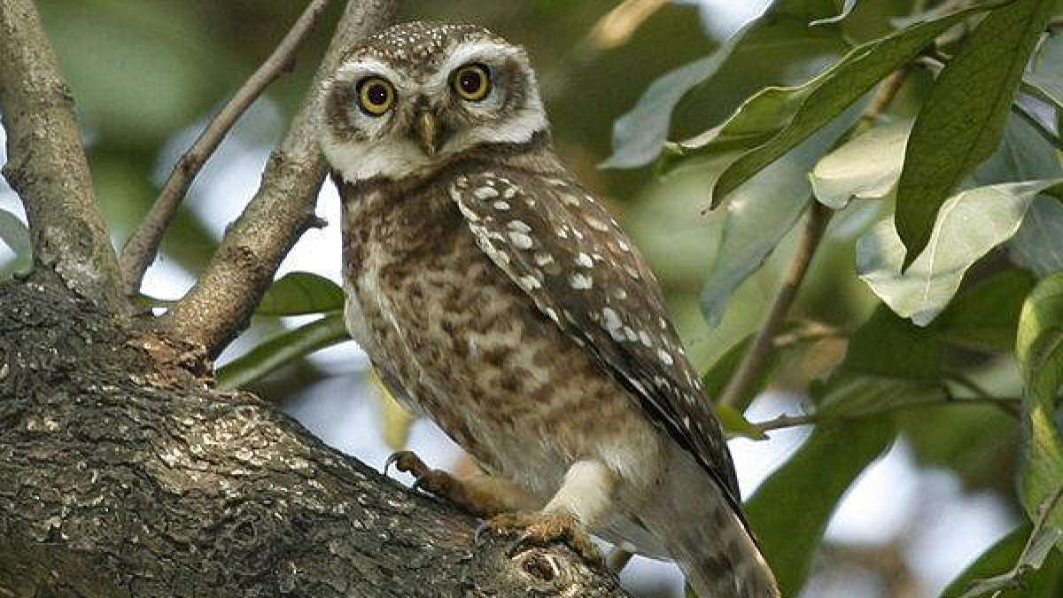 Haryana Tourism – The Bird Town of Jhajjar - Nativeplanet