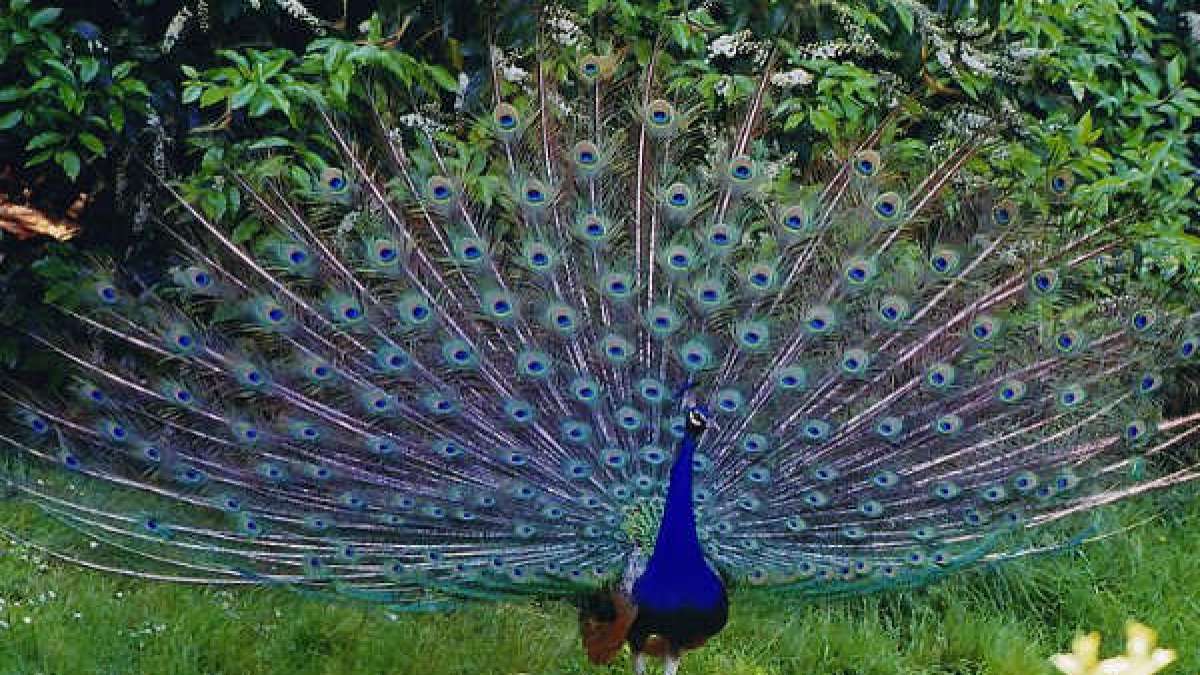 Peacocks in the Fort? - Nativeplanet