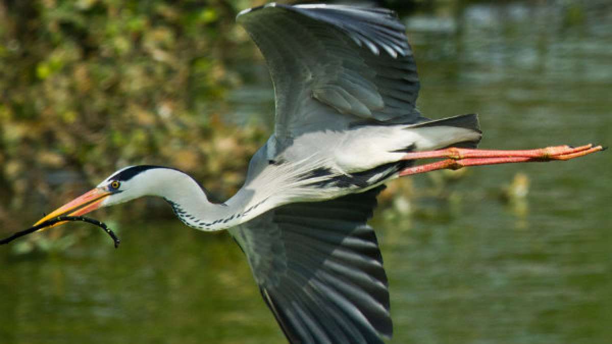 Kingdom of Birds: Vedanthangal Bird Sanctuary - Nativeplanet
