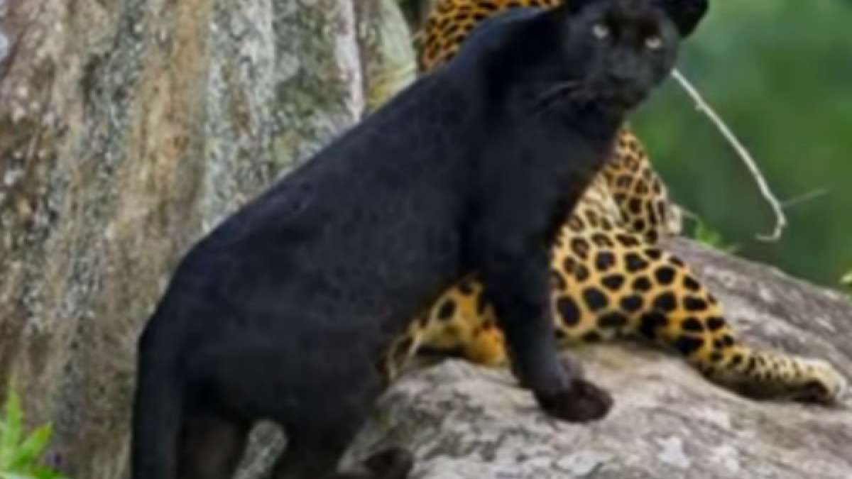 All About Kali Tiger Reserve Near Dandeli - Nativeplanet