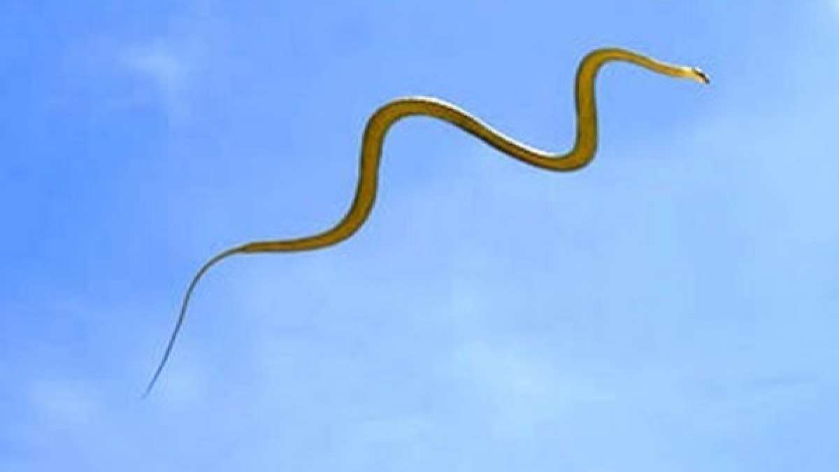 Birds do fly, but flying animals?! Yes, Get to know about the only 5 ...