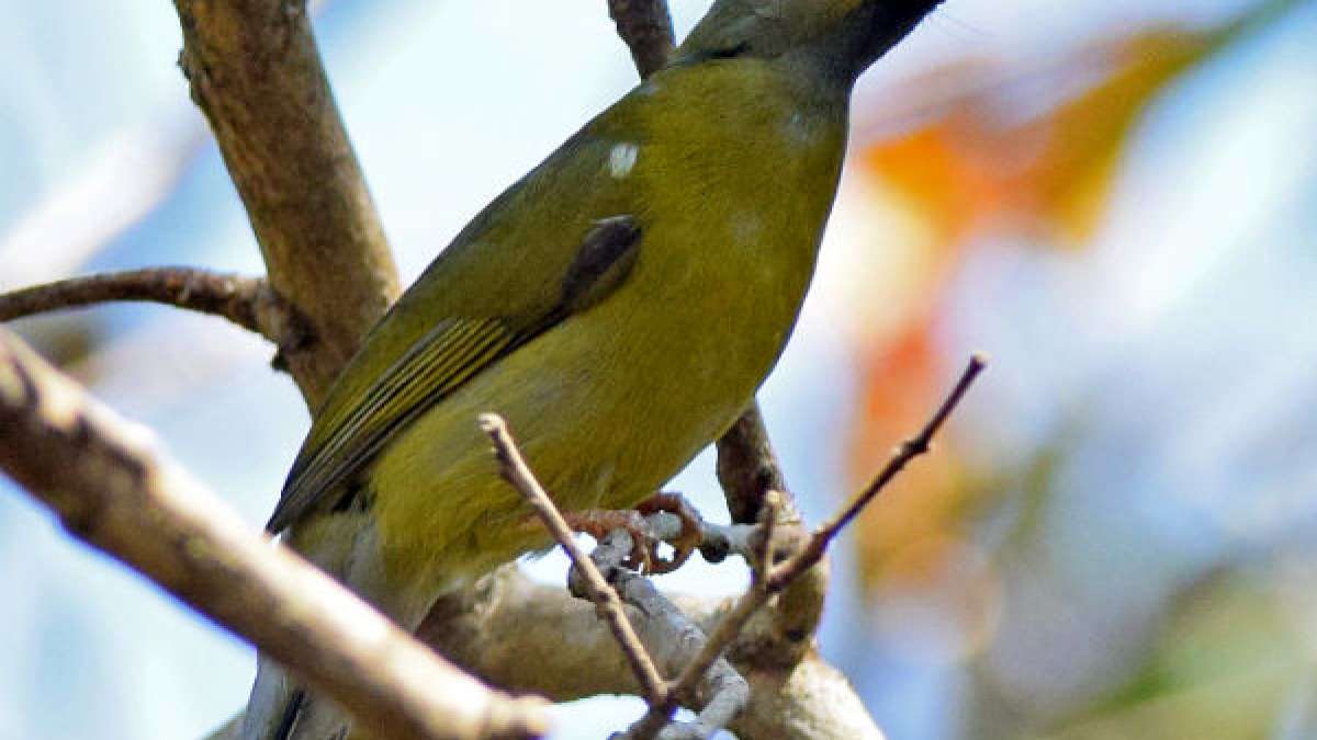 All You Need To Know About Gudavi Bird Sanctuary In Soraba - Nativeplanet