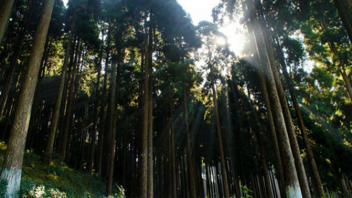 A Travel Guide To Lepchajagat In West Bengal - Nativeplanet