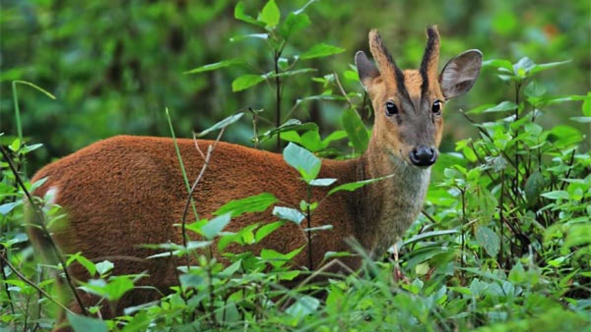 A Road Trip From Siliguri To Senchal Wildlife Sanctuary - Nativeplanet