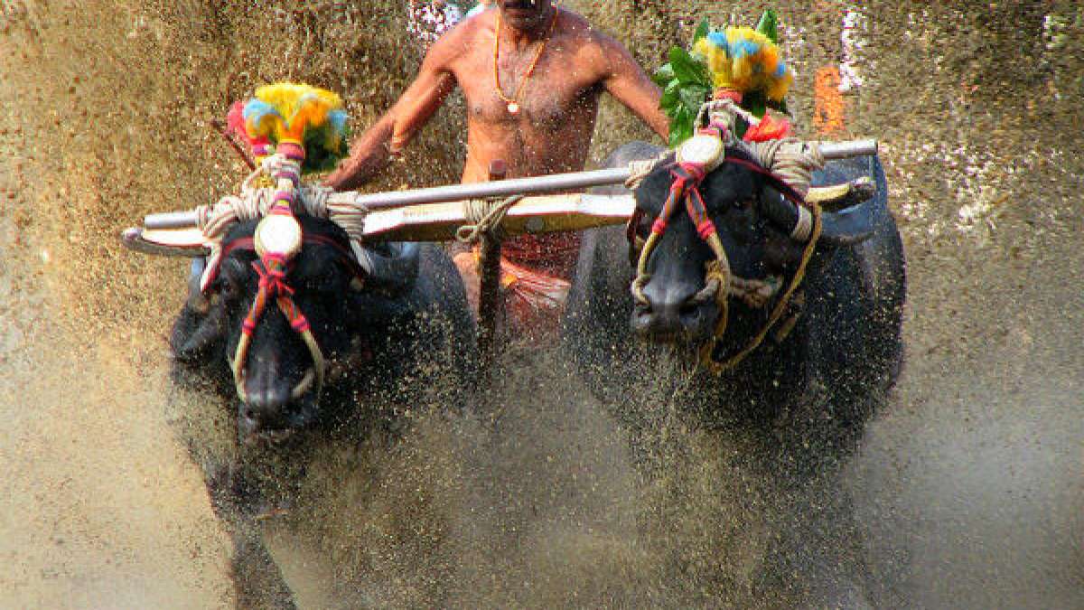 Experience The Kambala Festival - Nativeplanet