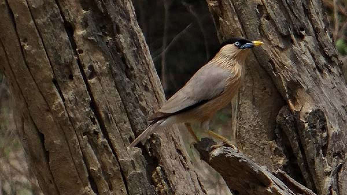 Top Protected Areas In Bihar To Witness The Best Of Wildlife Beauty ...