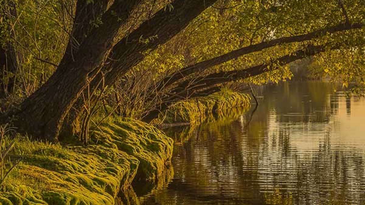 Explore The Beauty Of Molai Forest, A Forest Which Started With A ...