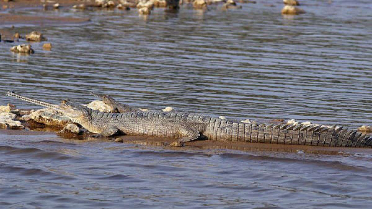 National Chambal Sanctuary, Things to do and How to reach - Nativeplanet