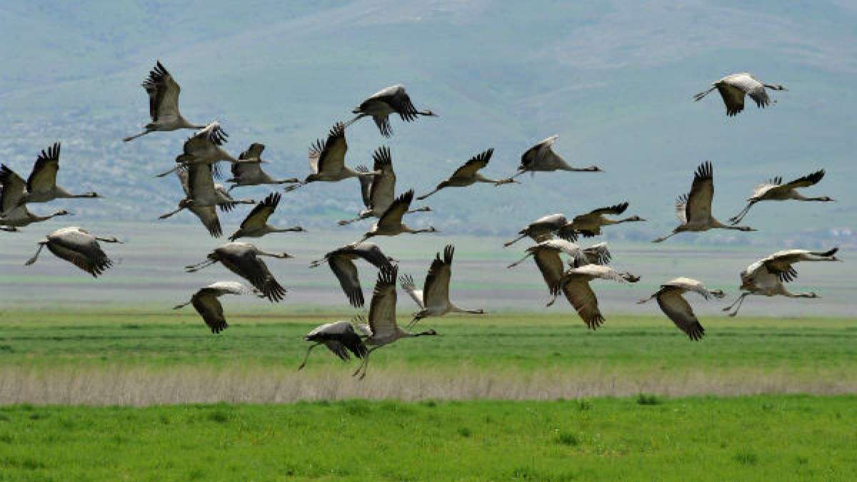 Top Birdwatching Destinations of Karnataka - Nativeplanet