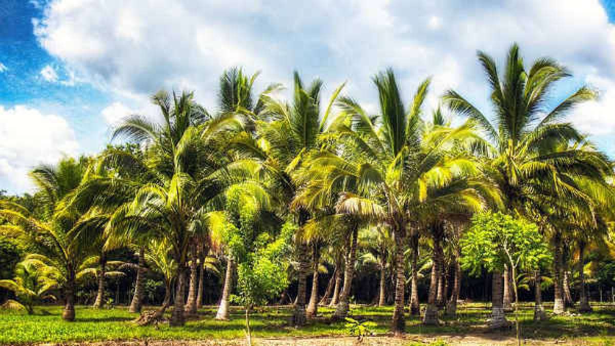 Hyderabad To Eluru Travel Guide, Attractions And How To Reach ...