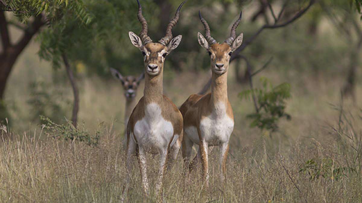 A Virtual Tour Around the Wildlife Sanctuaries in Maharashtra ...