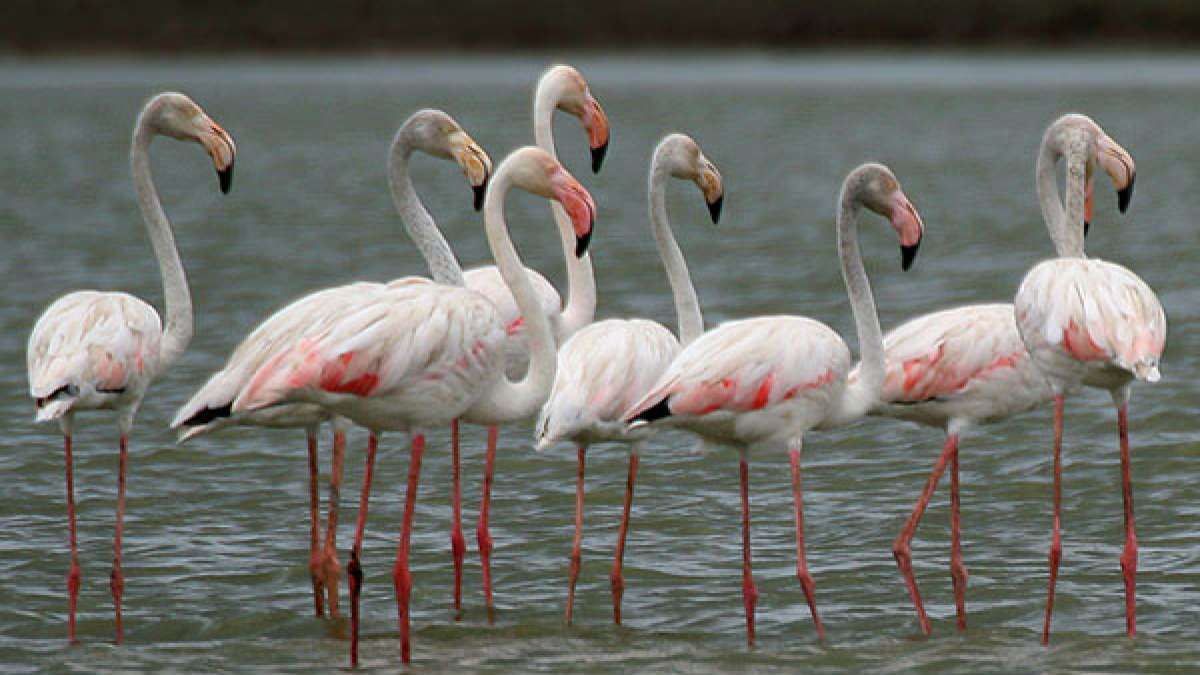 Medak in Telangana, Places To Visit And How To Reach - Nativeplanet