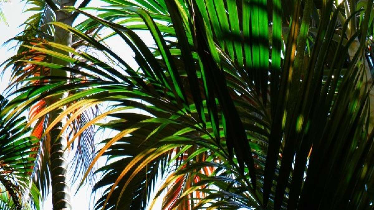 Places To Visit In Nagaland In March - Nativeplanet