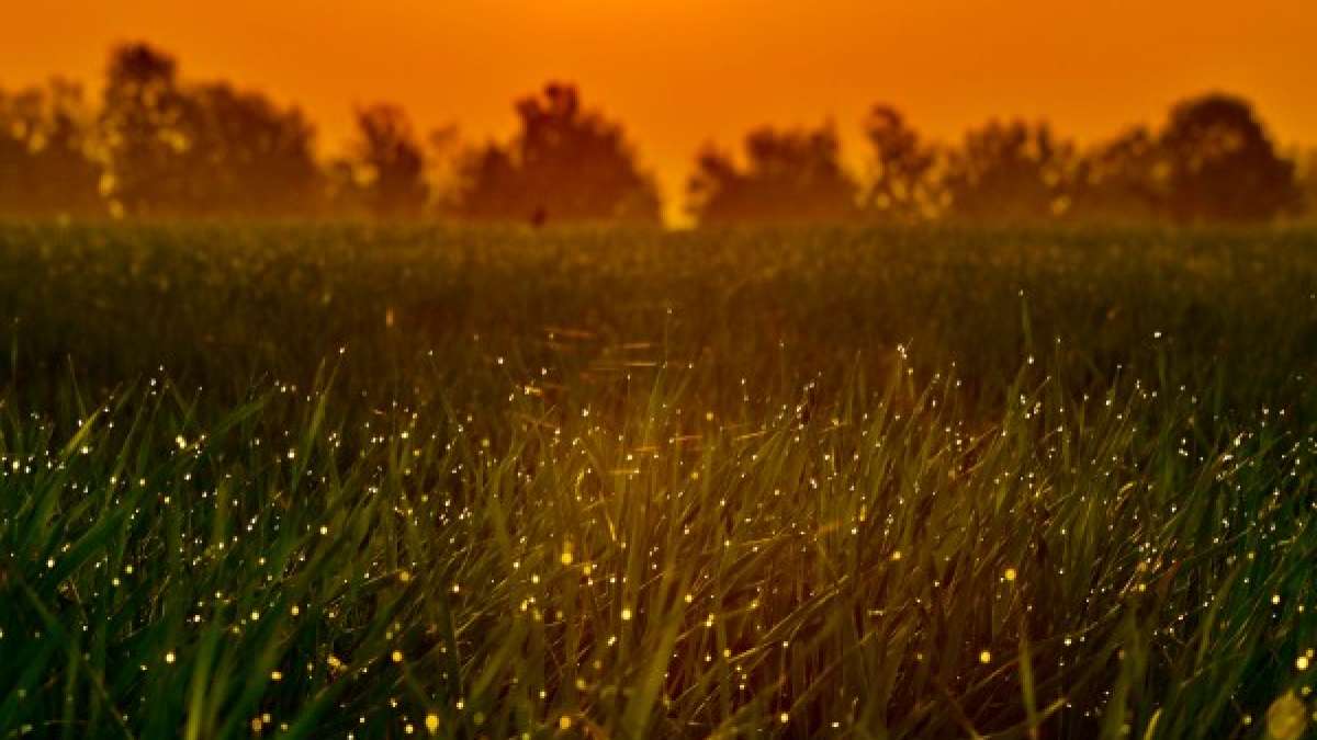 Karnataka Is All Set To Have Its First-ever Firefly Park In 2 Years ...