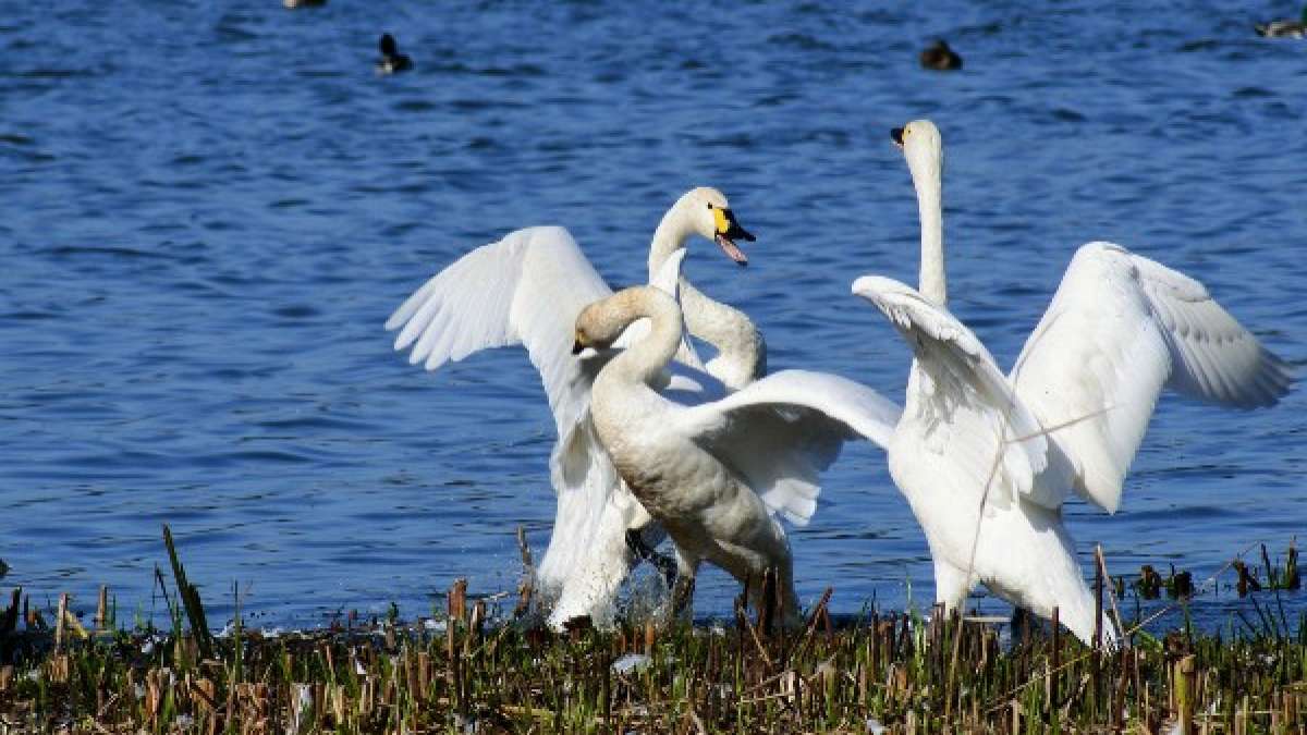 Ranganathittu Bird Sanctuary: Karnataka's First Ramsar Site Now ...