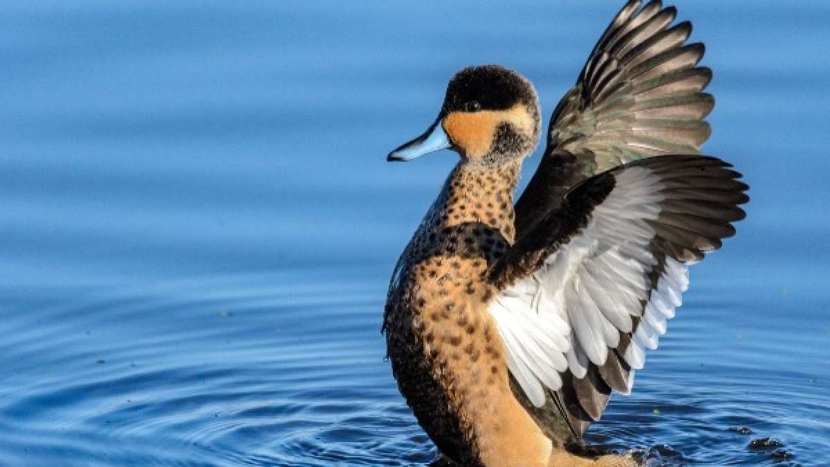 Gharana Wetland Soon Be Transformed Into A Bird Sanctuary In Jammu ...