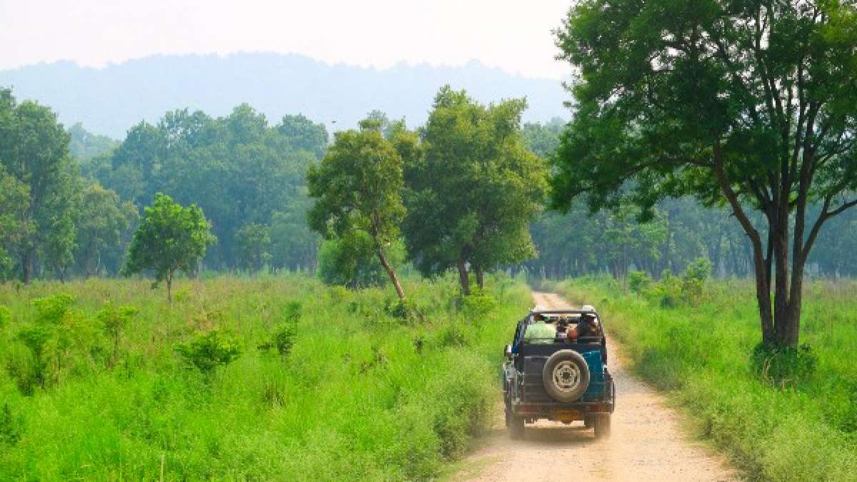 What To Pack For The Best Jungle Safari Experience - Nativeplanet