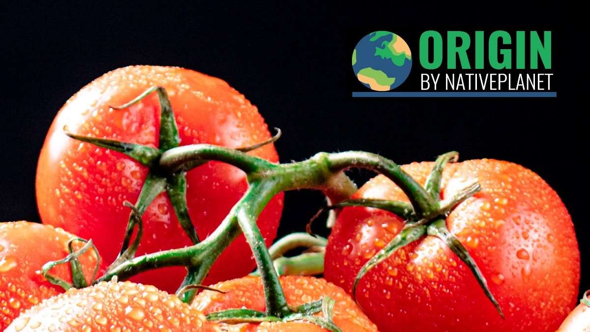 Origin Of Tomatoes and Its Journey From the Andes to India's Tomato Belt - TrendRadars India