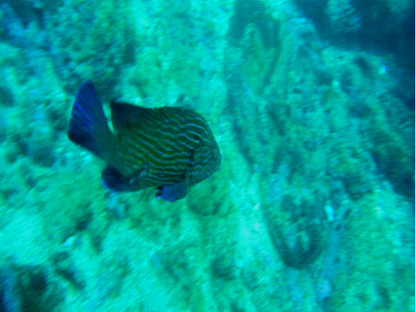 Tarkarli: For Adventure and Serenity - Nativeplanet