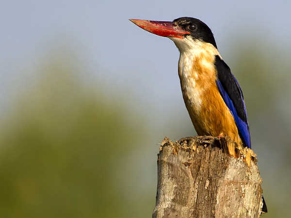 Bird-Watching At Goa - Nativeplanet