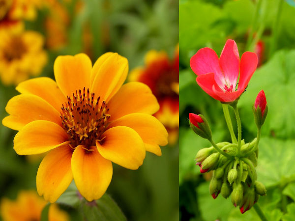 Lal Bagh Flower Show: Of Beauty and Majesty - Nativeplanet