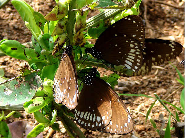 Places to Visit in Northeast India - Nativeplanet