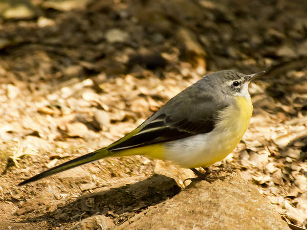 The Essential Coonoor Travel Guide - Nativeplanet