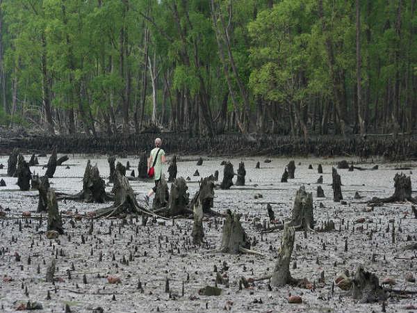 Exploring the Sundarbans - Nativeplanet