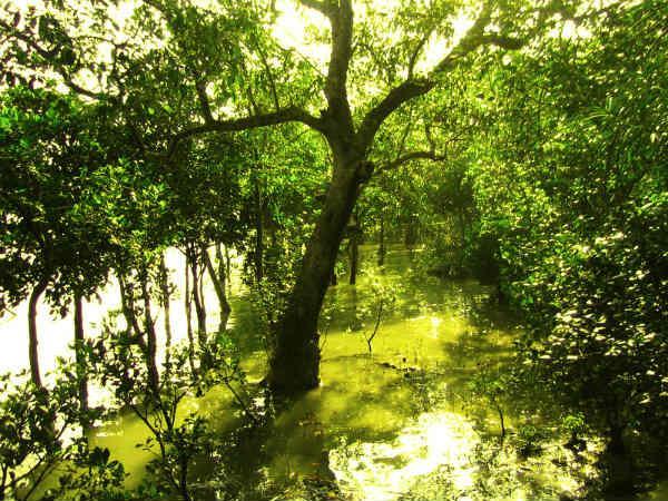 Exploring the Sundarbans - Nativeplanet