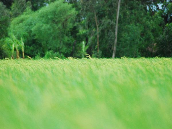 Exploring the Sundarbans - Nativeplanet