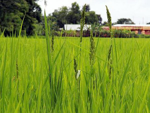 Places to Visit in Thoubal - Nativeplanet