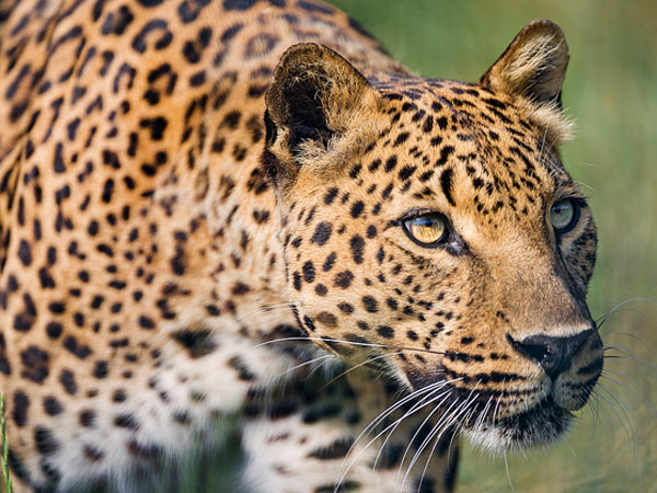 Kurnool, The City of Ruins - Nativeplanet