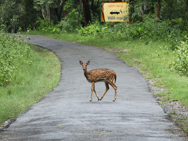 All You Need To Know About Nagarhole National Park - Nativeplanet