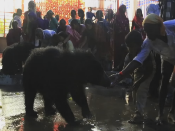 Temples Dedicated to Animals in India – Part 1 - Nativeplanet