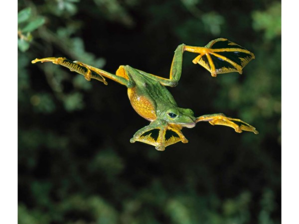 Birds do fly, but flying animals?! Yes, Get to know about the only 5 ...