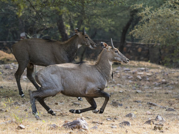 Forests In and Around Delhi - The Perfect Getaways - Nativeplanet