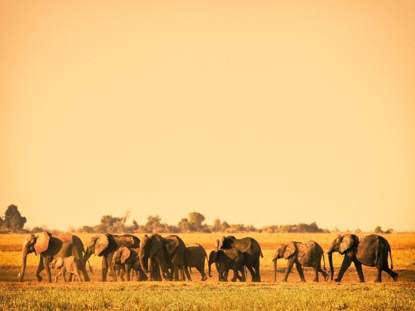 Okavango Location Facts History Botswana Kalahari Africa - Nativeplanet