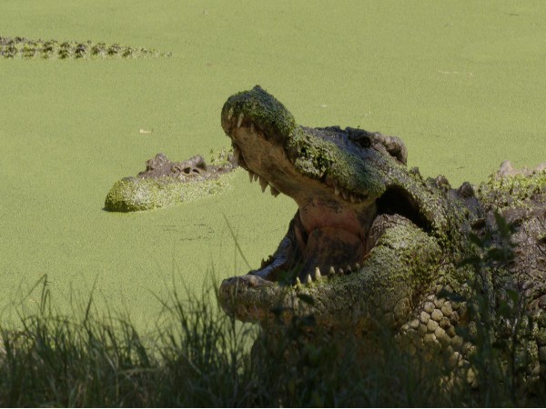 Lake Turkana Location Facts History Kenya Africa - Nativeplanet
