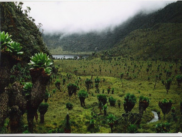 The Ruwenzori Location Facts History Uganda Congo Africa - Nativeplanet