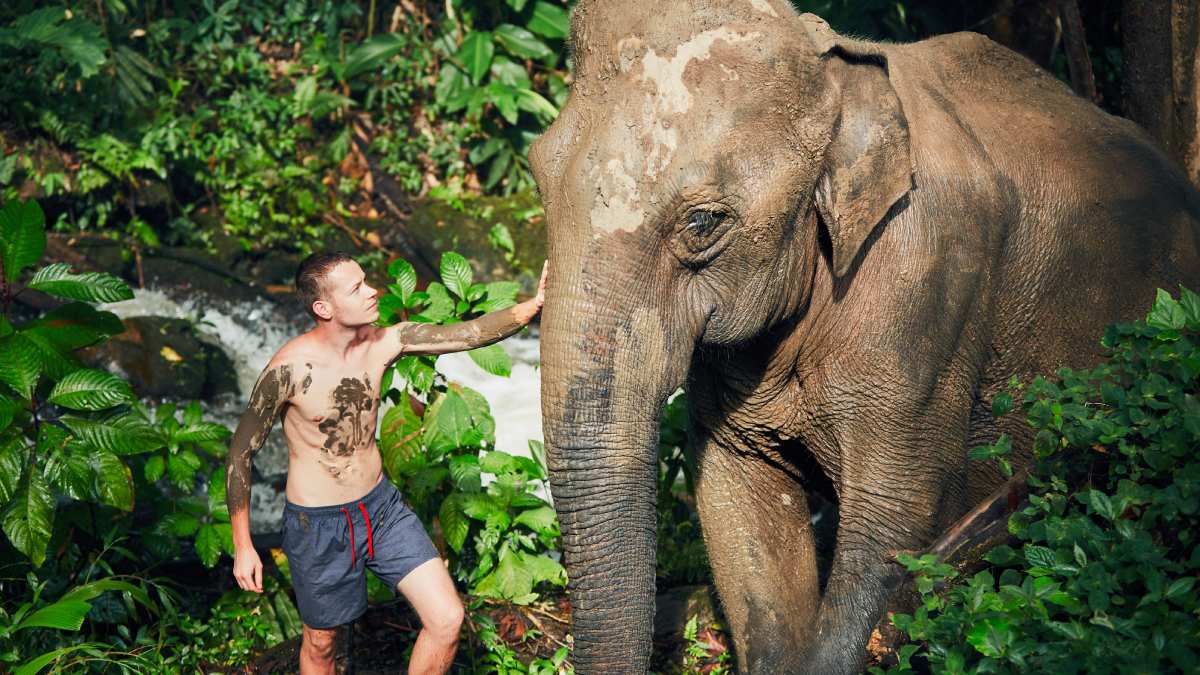 Feature Interesting Facts About Indian Elephants What Makes Them So feature-interesting-facts-about-indian-elephants-what-makes-them-so