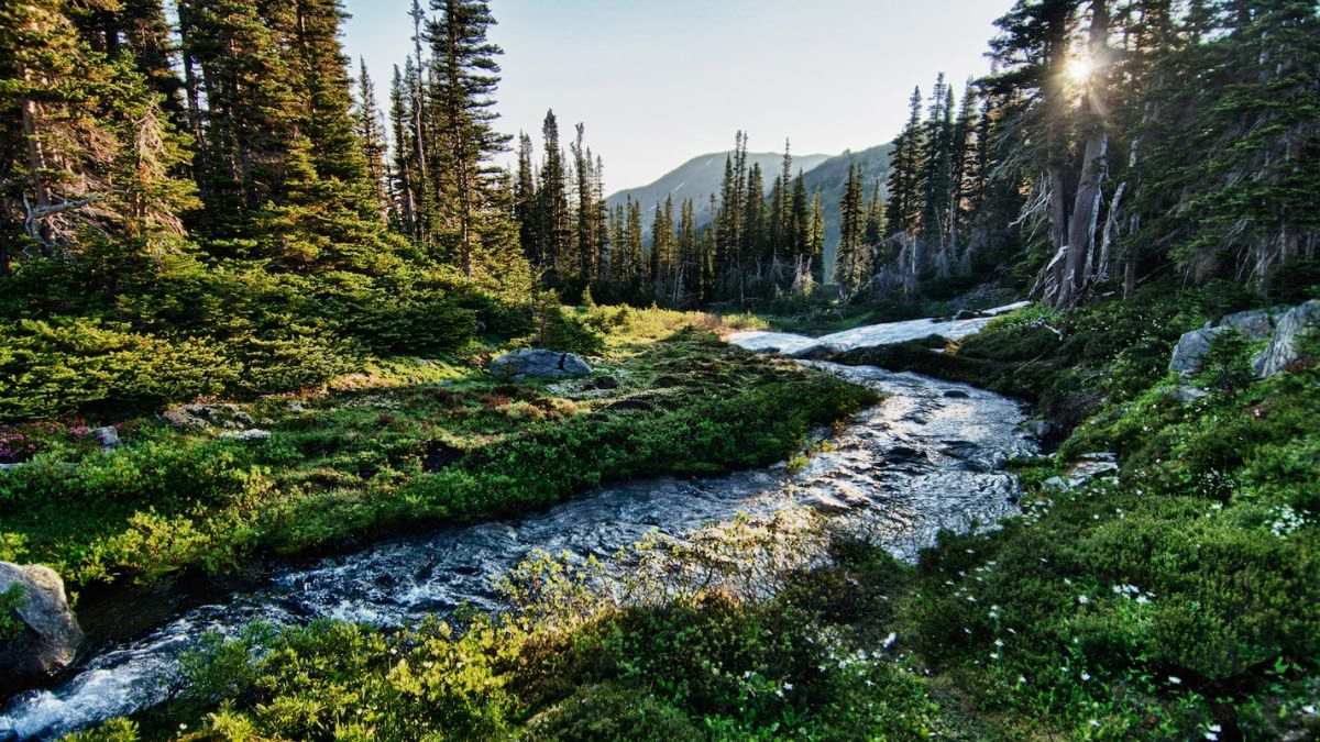 Preserving Nature's Masterpiece: Olympic National Park's Conservation ...