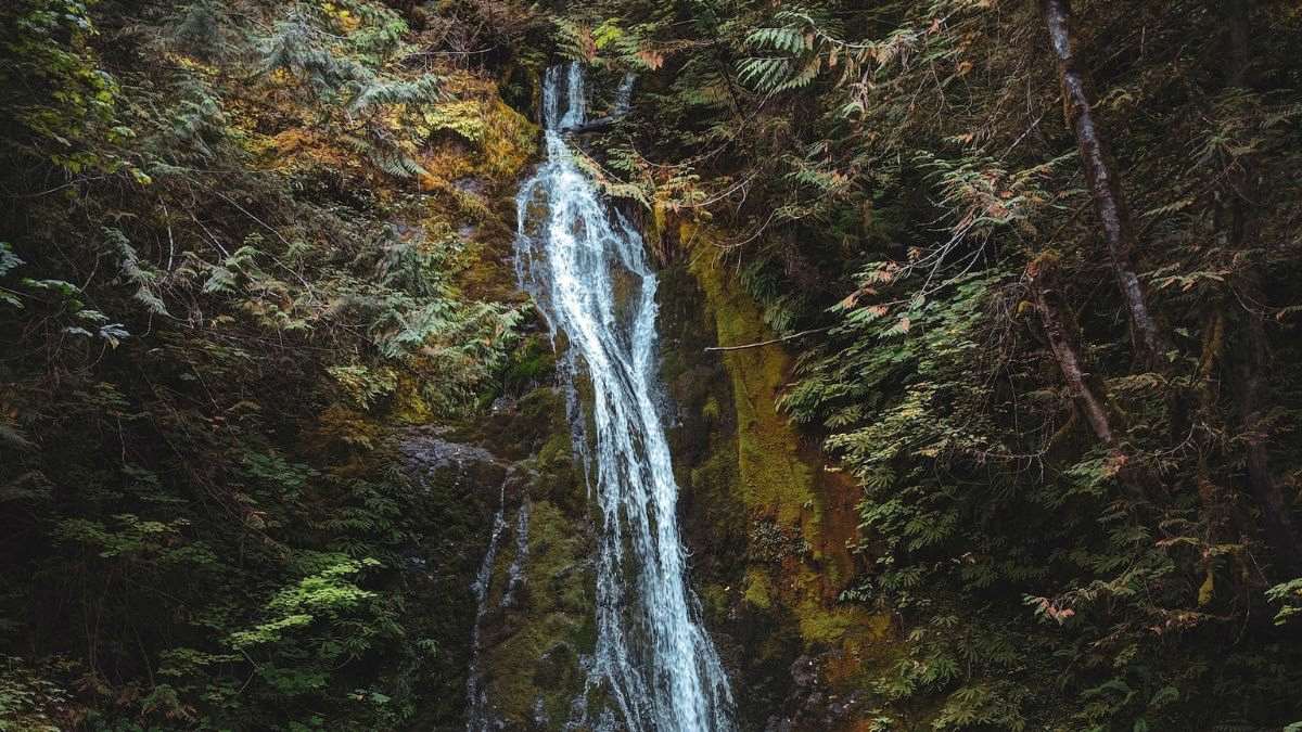 Preserving Nature's Masterpiece: Olympic National Park's Conservation ...