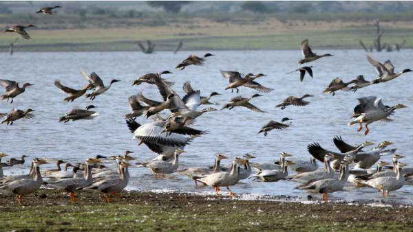 Ankasamudra Bird Sanctuary: A Pristine Haven for Avian Delights in ...