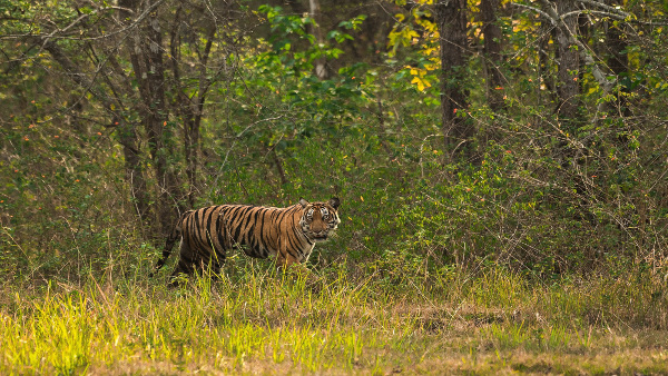 A Hidden Gem nestled in the wild embrace of Western Ghats ...
