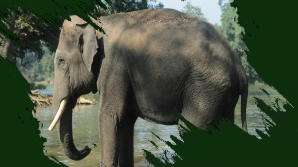 The majestic Elephant of Dubare elephant camps. What makes them so ...