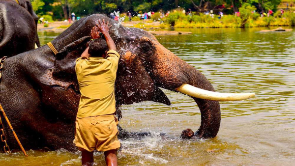 The majestic Elephant of Dubare elephant camps. What makes them so ...