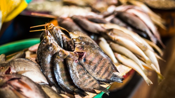 Origin: India, So Fishy! - History of Fishing in India - Nativeplanet