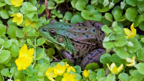 Assam's Frog Wedding Rituals: A Blend of Tradition and Mythology ...